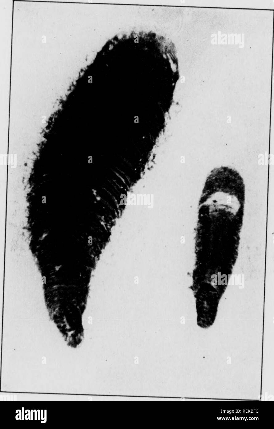 Predacious insects Black and White Stock Photos & Images - Alamy