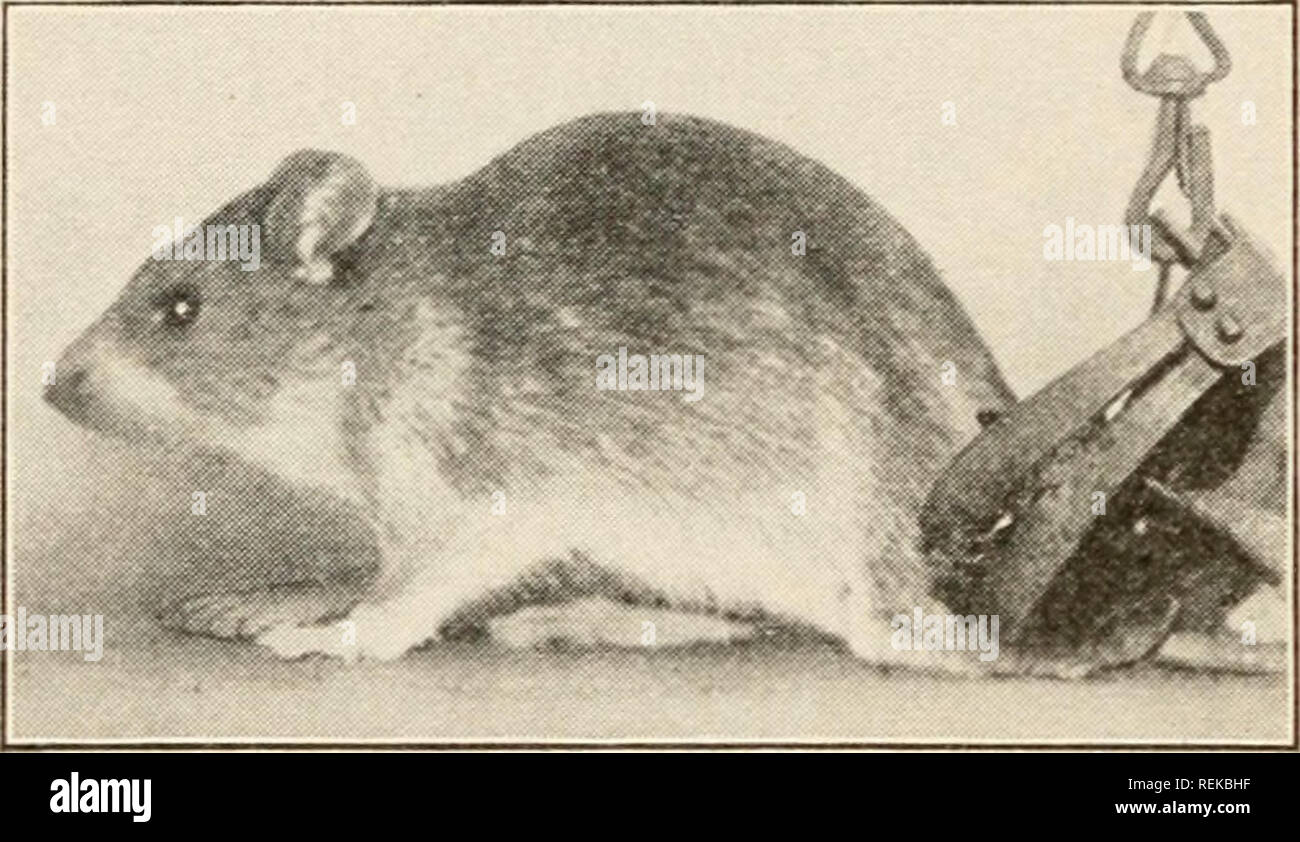 Old wise mouse hi-res stock photography and images - Alamy