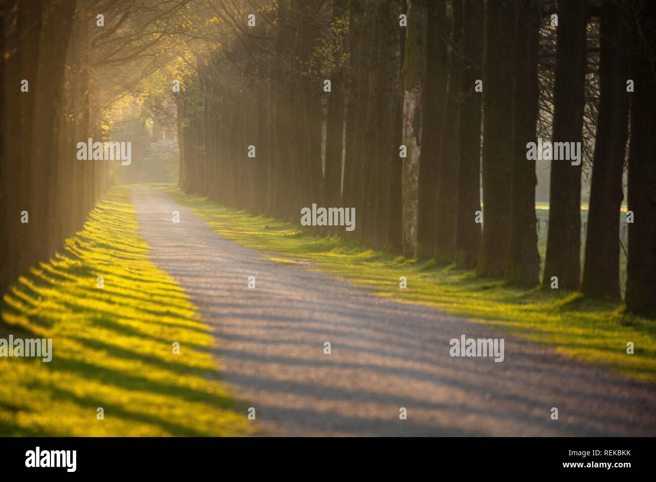The Netherlands, 's-Graveland, Rural estate Spanderswoud, beech lane ...