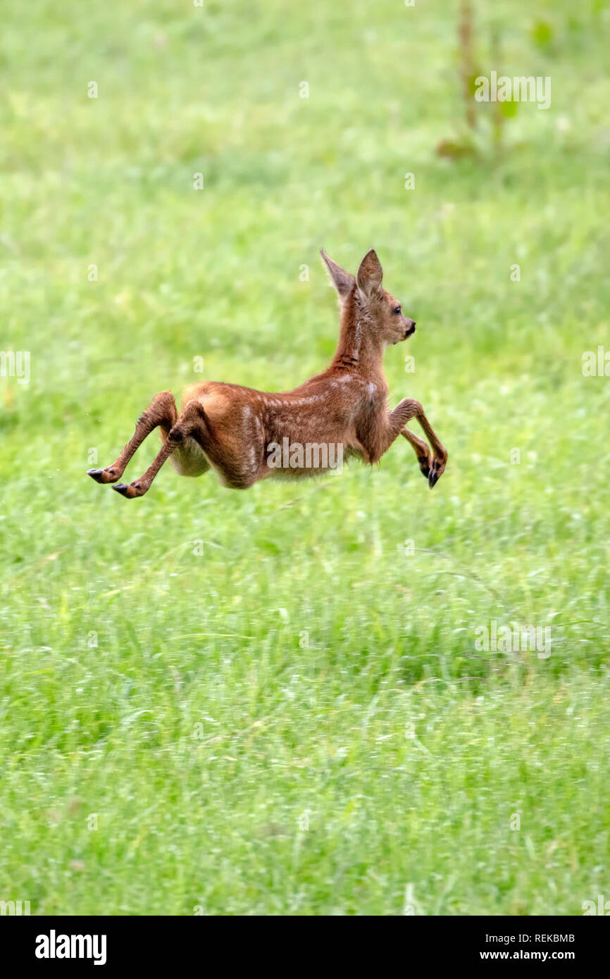 Young fawn hi-res stock photography and images - Alamy