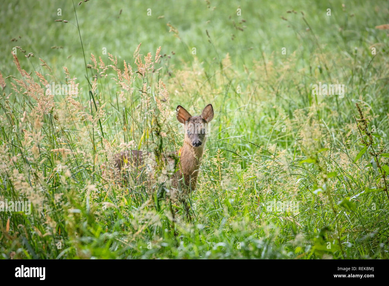 The Netherlands, 's-Graveland, Rural estate called Spanderswoud. Deer ...