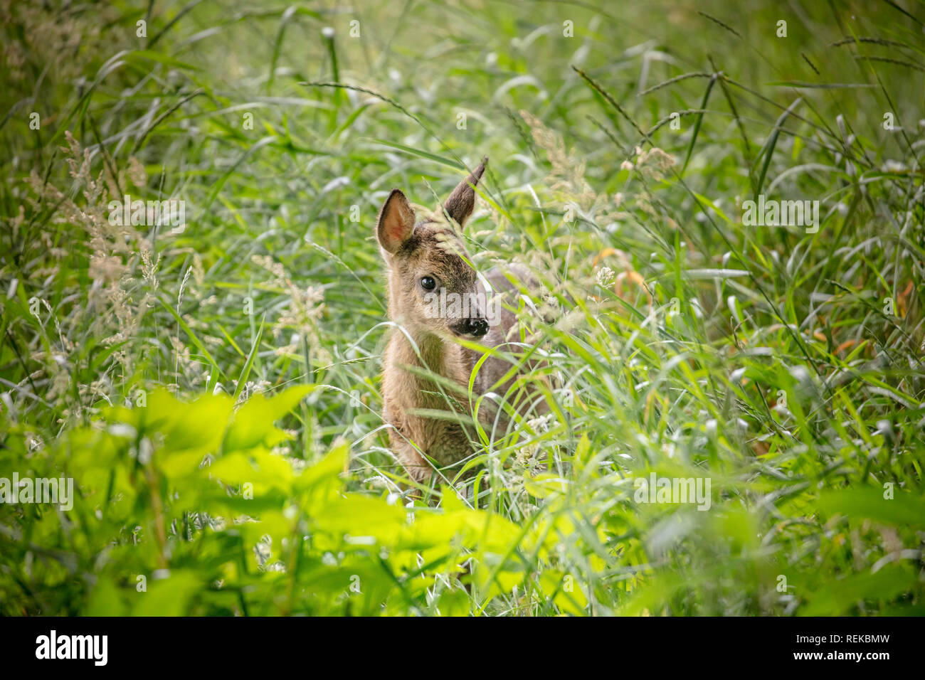 The Netherlands, 's-Graveland, Rural estate called Spanderswoud. Deer ...