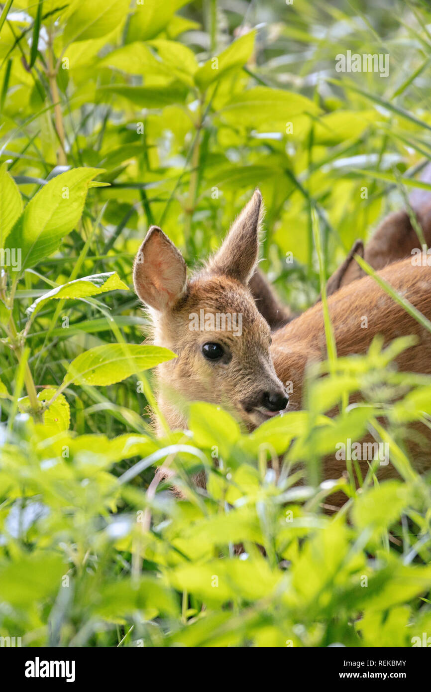 The Netherlands, 's-Graveland, Rural estate called Spanderswoud. Deer ...