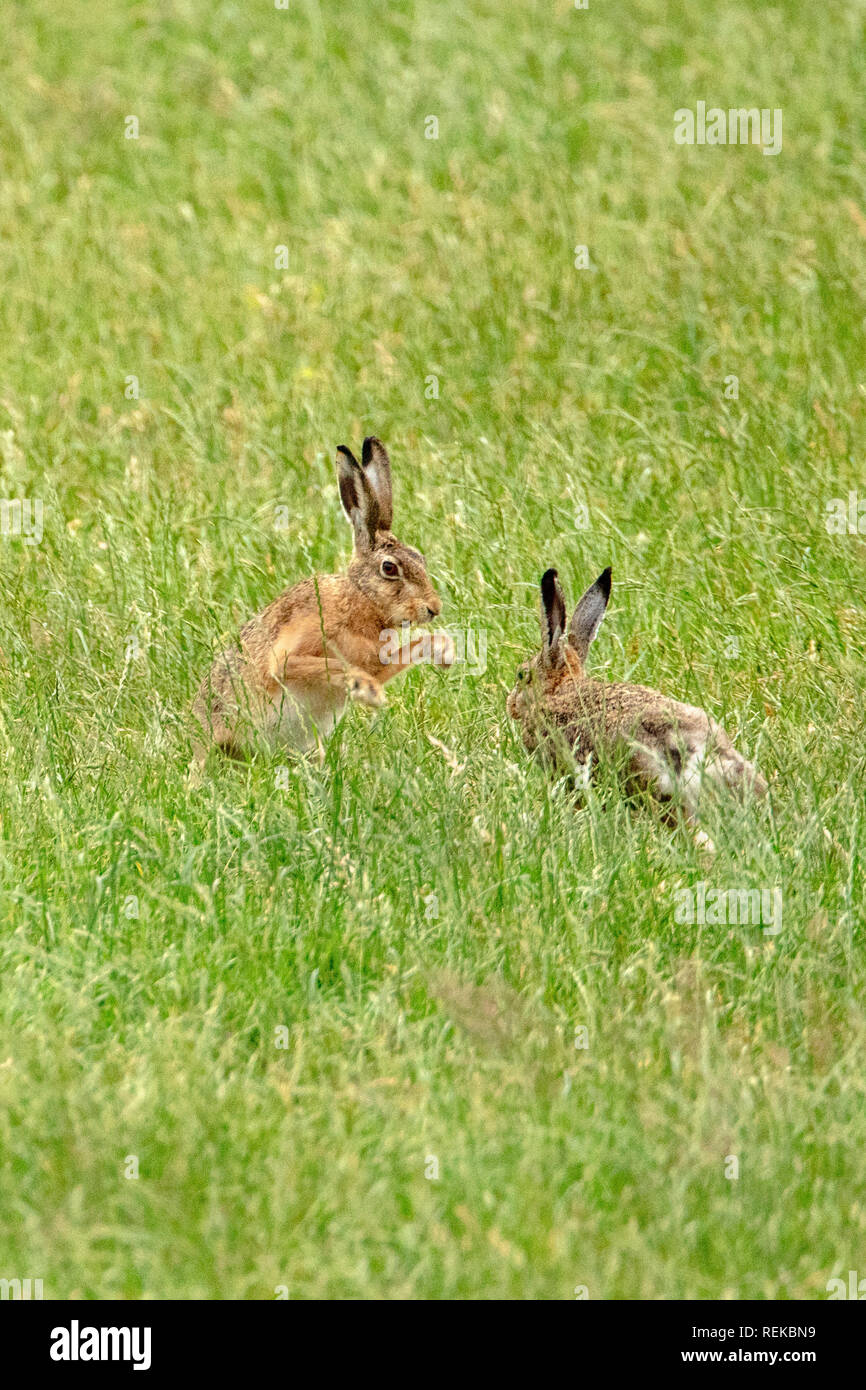 The Netherlands, 's-Graveland, Rural estate Hilverbeek. European brown ...