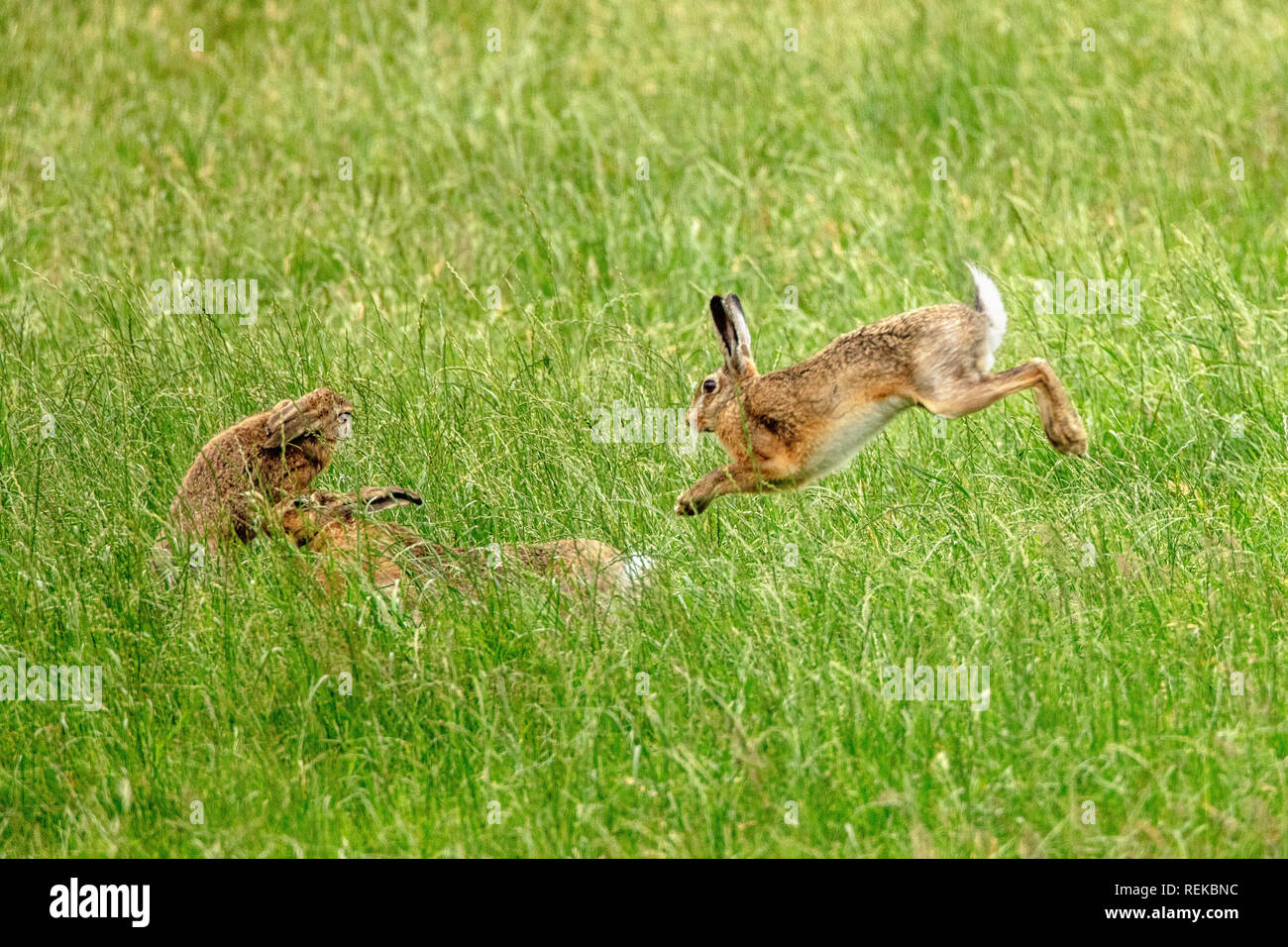 The Netherlands, 's-Graveland, Rural estate Hilverbeek. European brown ...