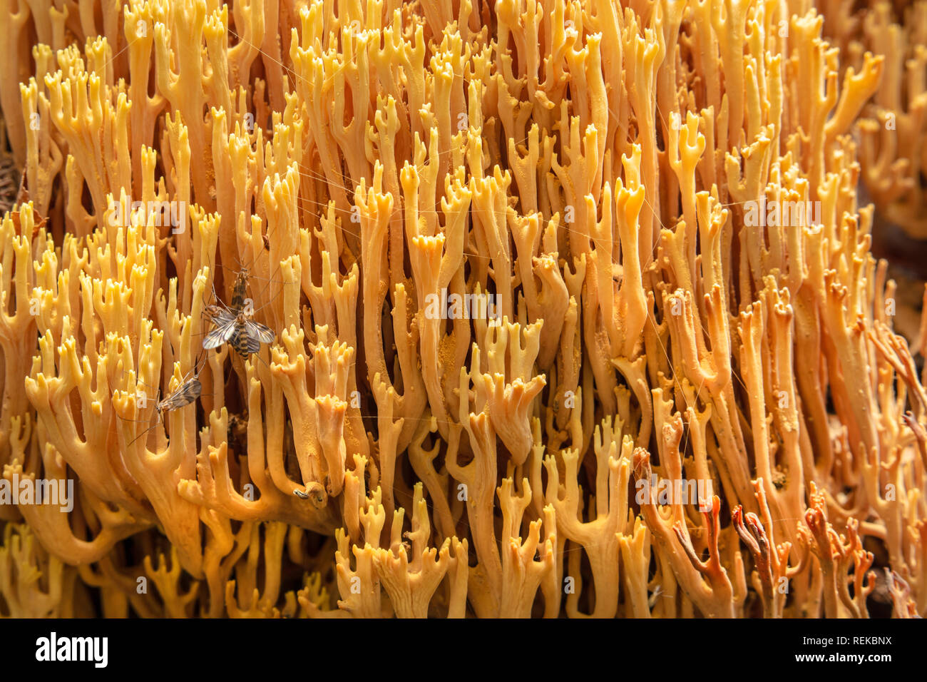 The Netherlands, 's-Graveland, 's-Gravelandse Buitenplaatsen ...
