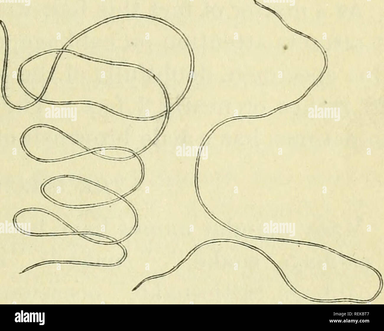 . Circular. Insects. â r* f Je'O'i ' Circular no. 62. United States ...