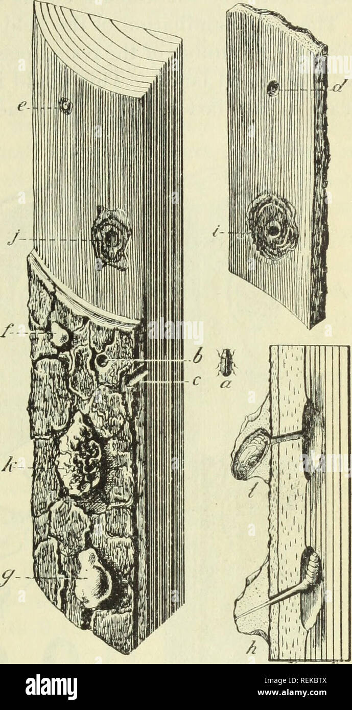 Larvae at various stages of development hi-res stock photography and ...