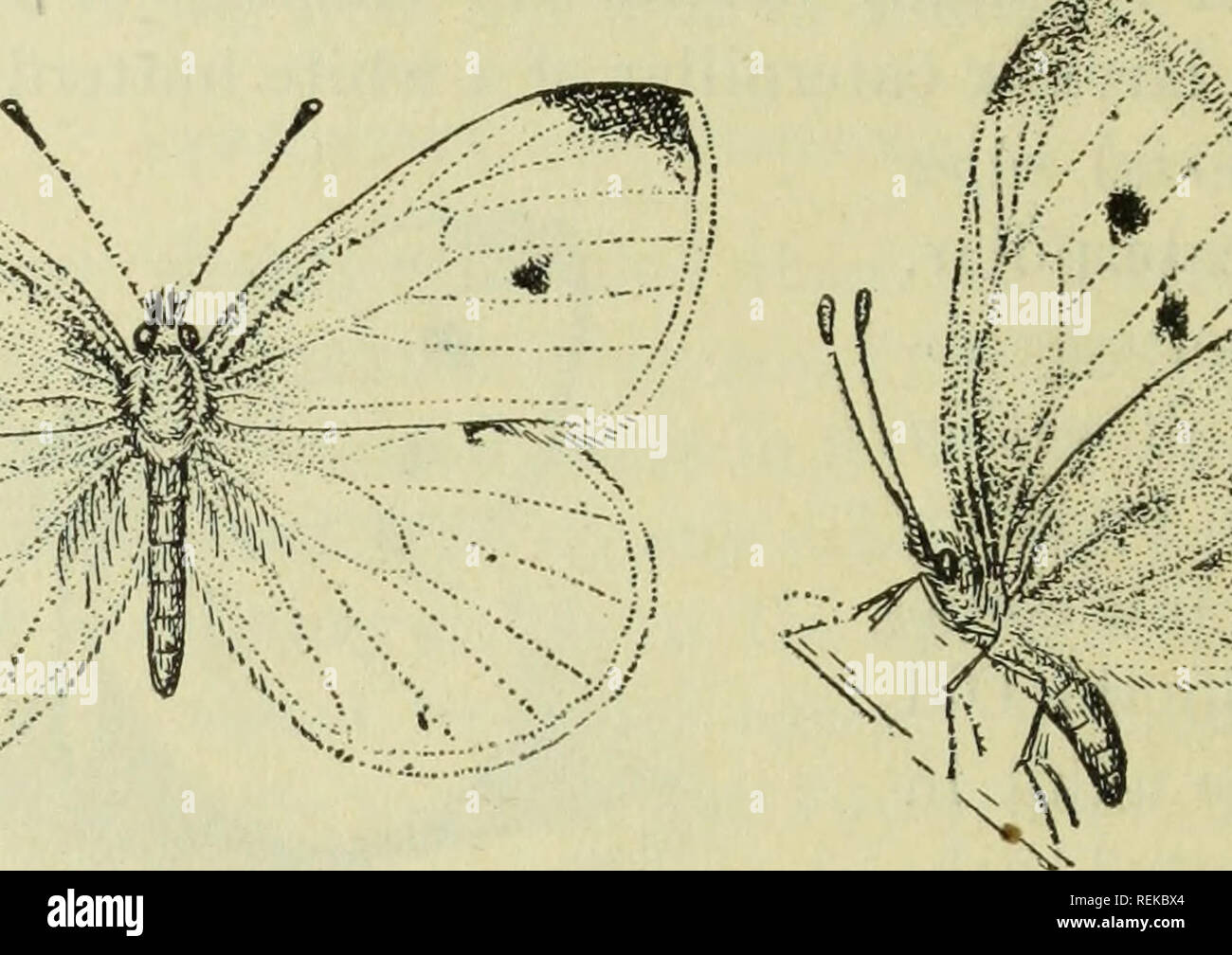 . Circular. Insects. 2 sexes have a corresponding smaller black spot at ...