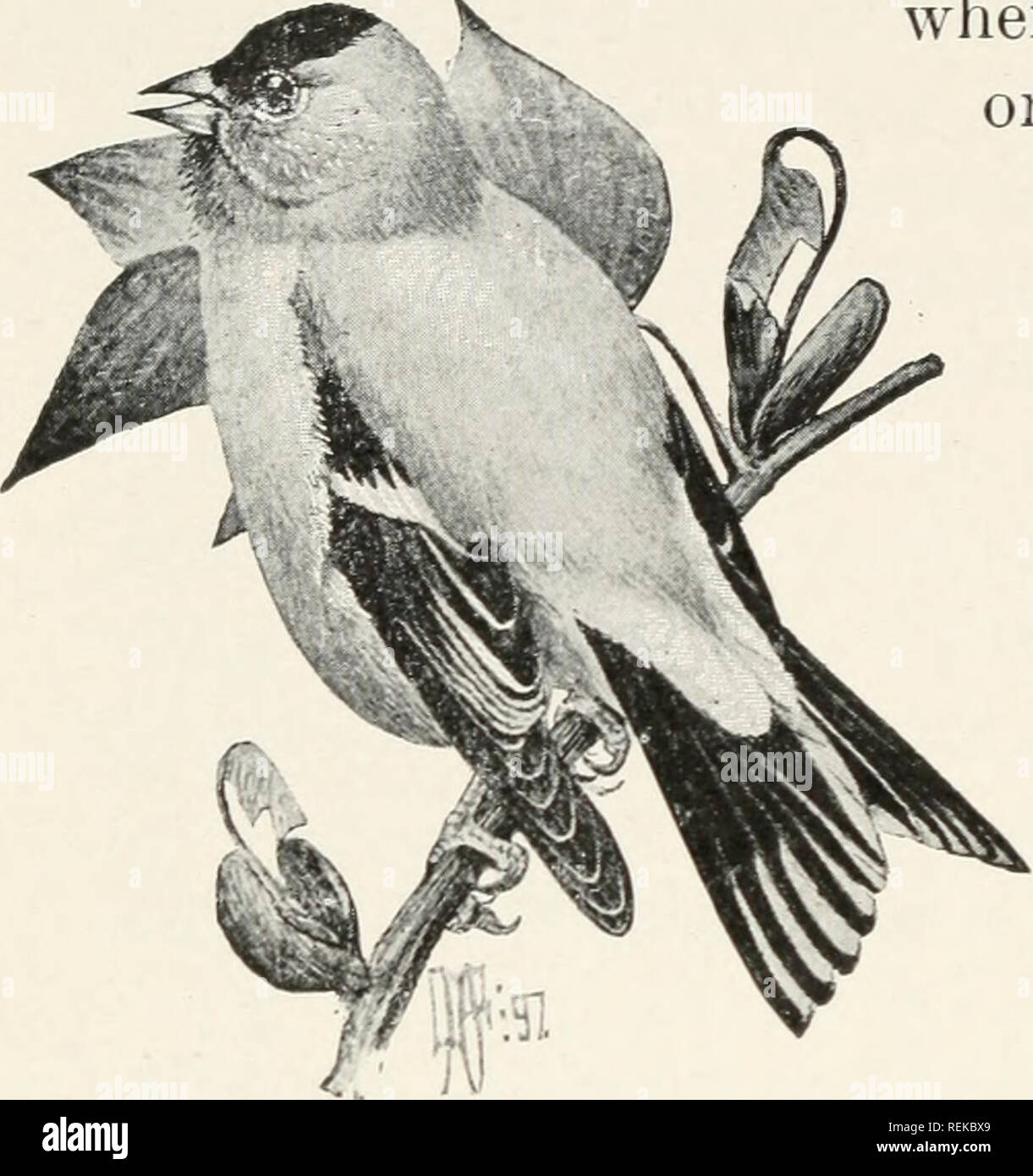 Angry robin bird hi-res stock photography and images - Alamy