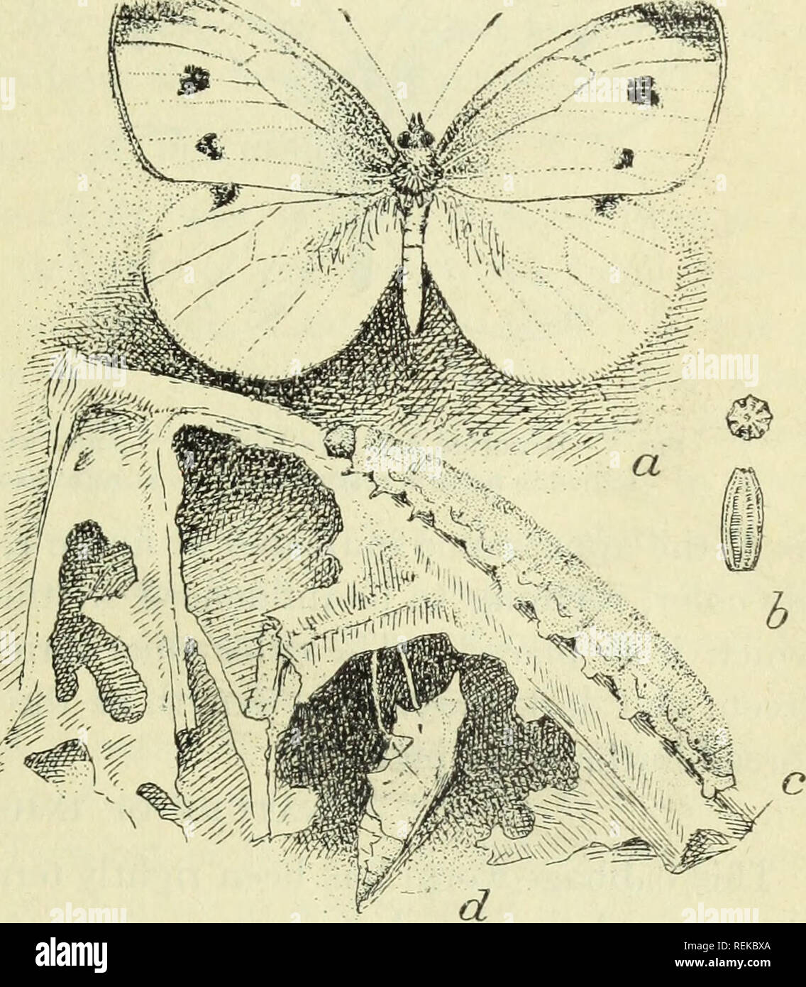. Circular. Insects. 6 3^ Un 3 e. y) c LlbKAR V 4 OF THE UNIVERSITY of ...