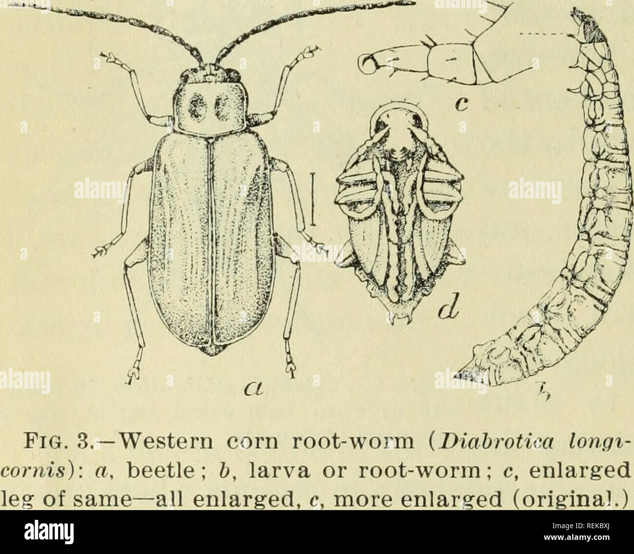 Western corn root worm hi-res stock photography and images - Alamy