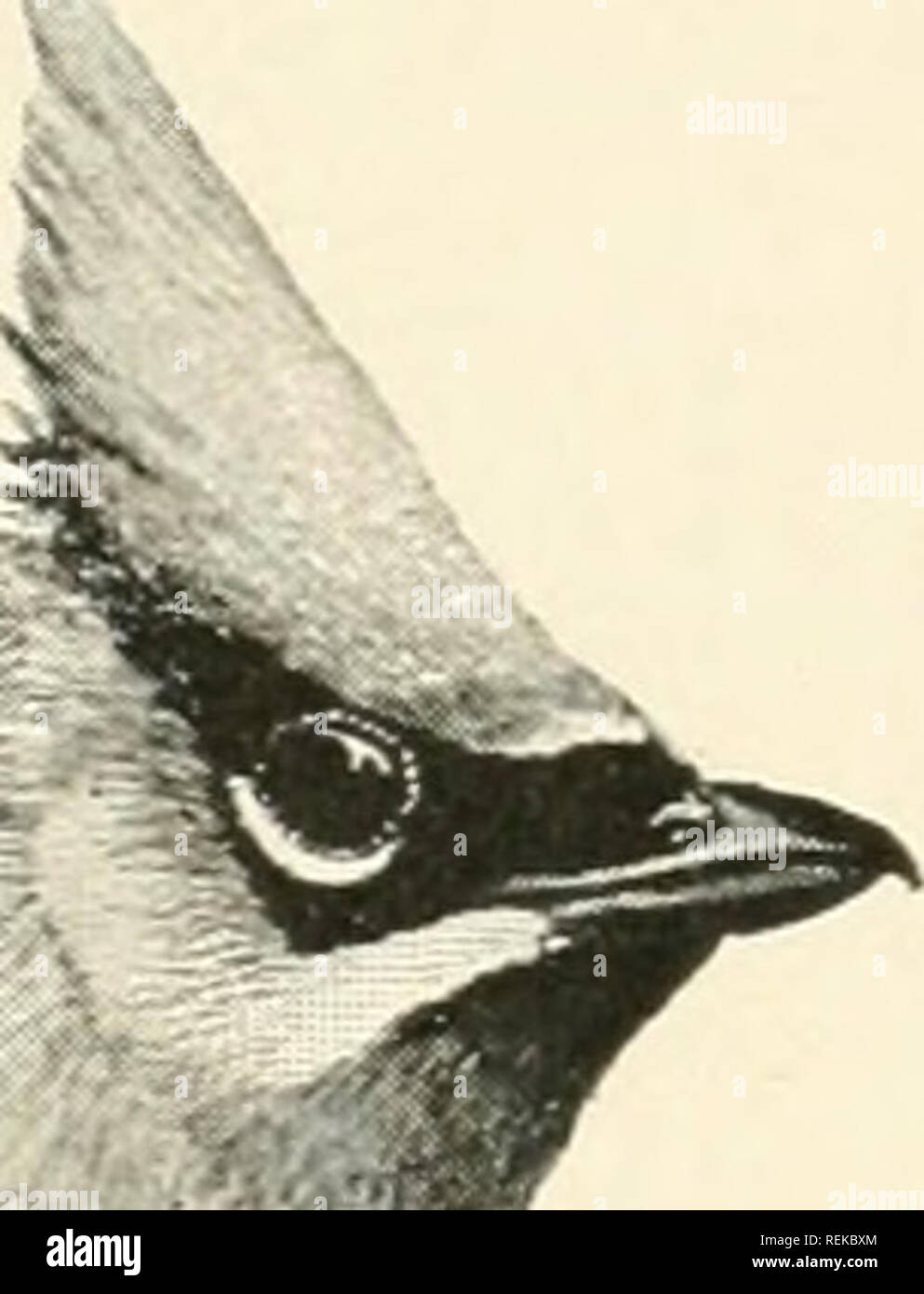 . Citizen bird: scenes from bird-life in plain English for beginners ...