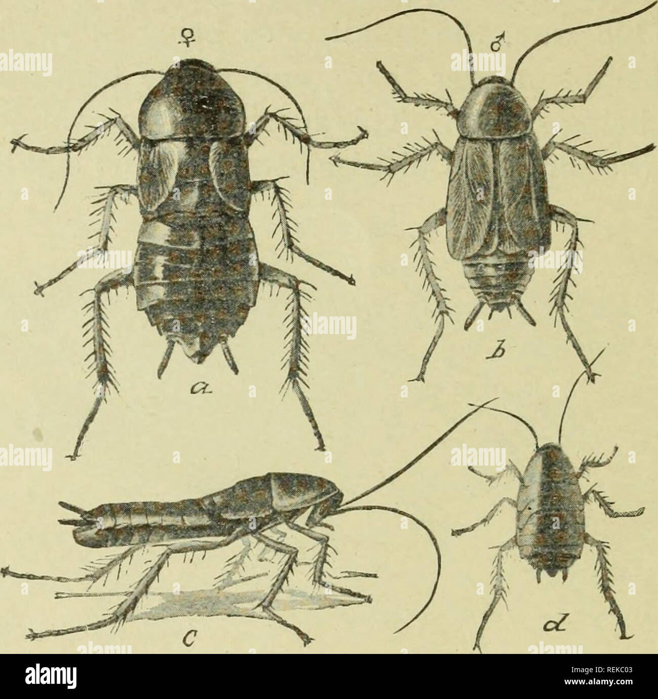. Circular. Insects. 10 of the other domestic species, has become world ...