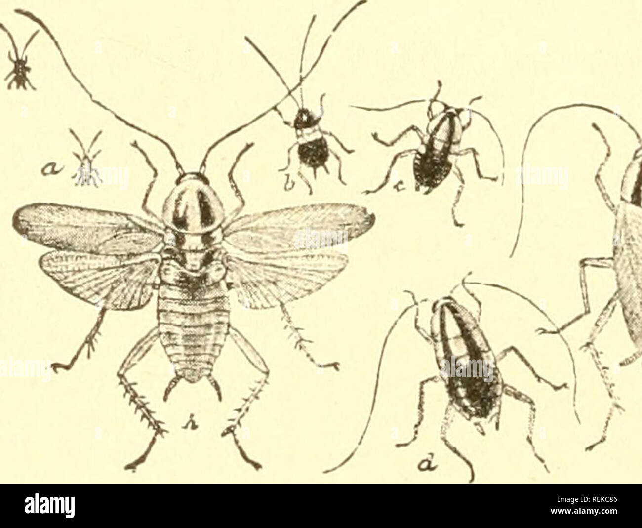 Cockroach images hi-res stock photography and images - Alamy