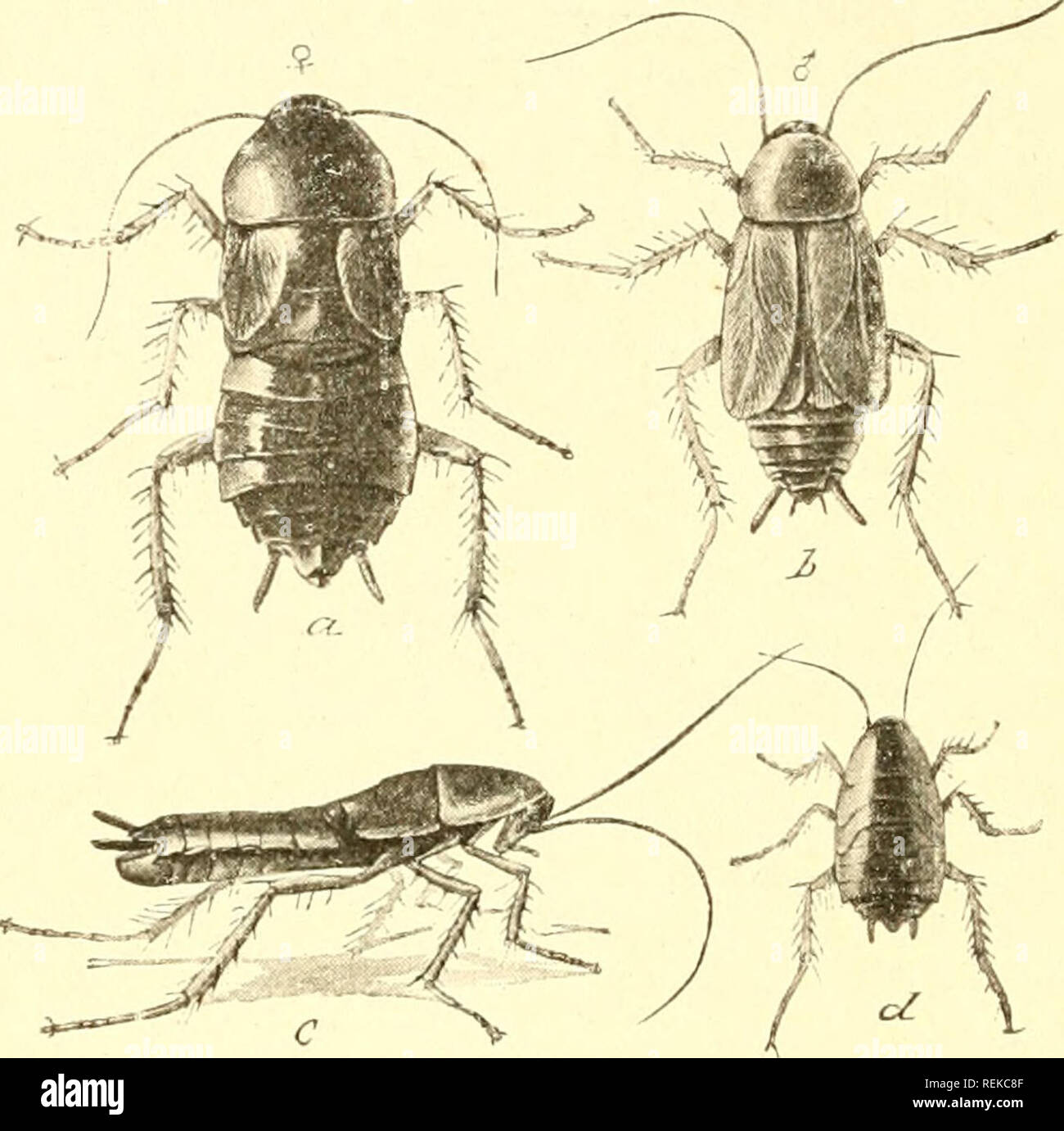 . Circular. Insect pests; Insect pests. 10 It then seemed to be ...