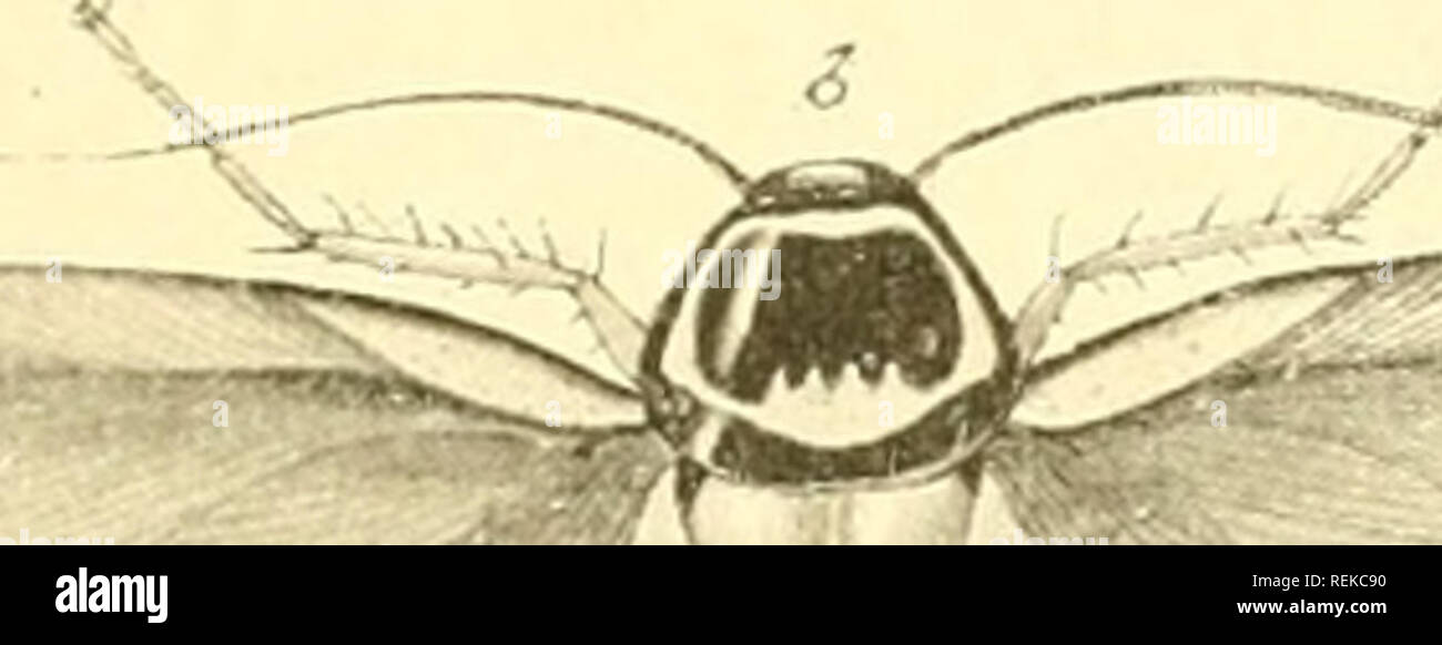 . Circular. Insect pests; Insect pests. 9 dash on the sides of the ...