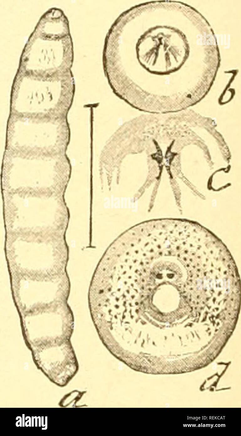Hoof tip hi-res stock photography and images - Alamy