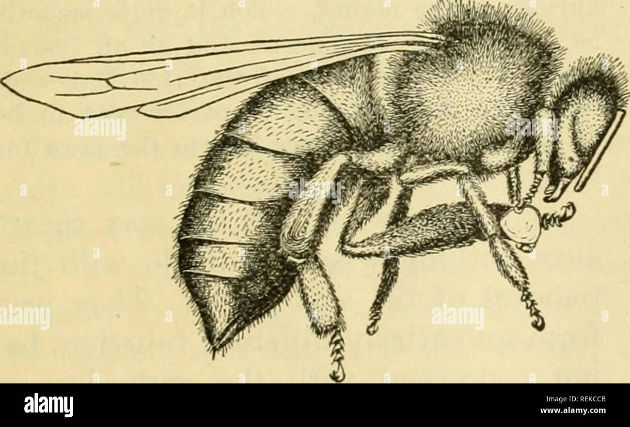 Tarsal segment hi-res stock photography and images - Alamy