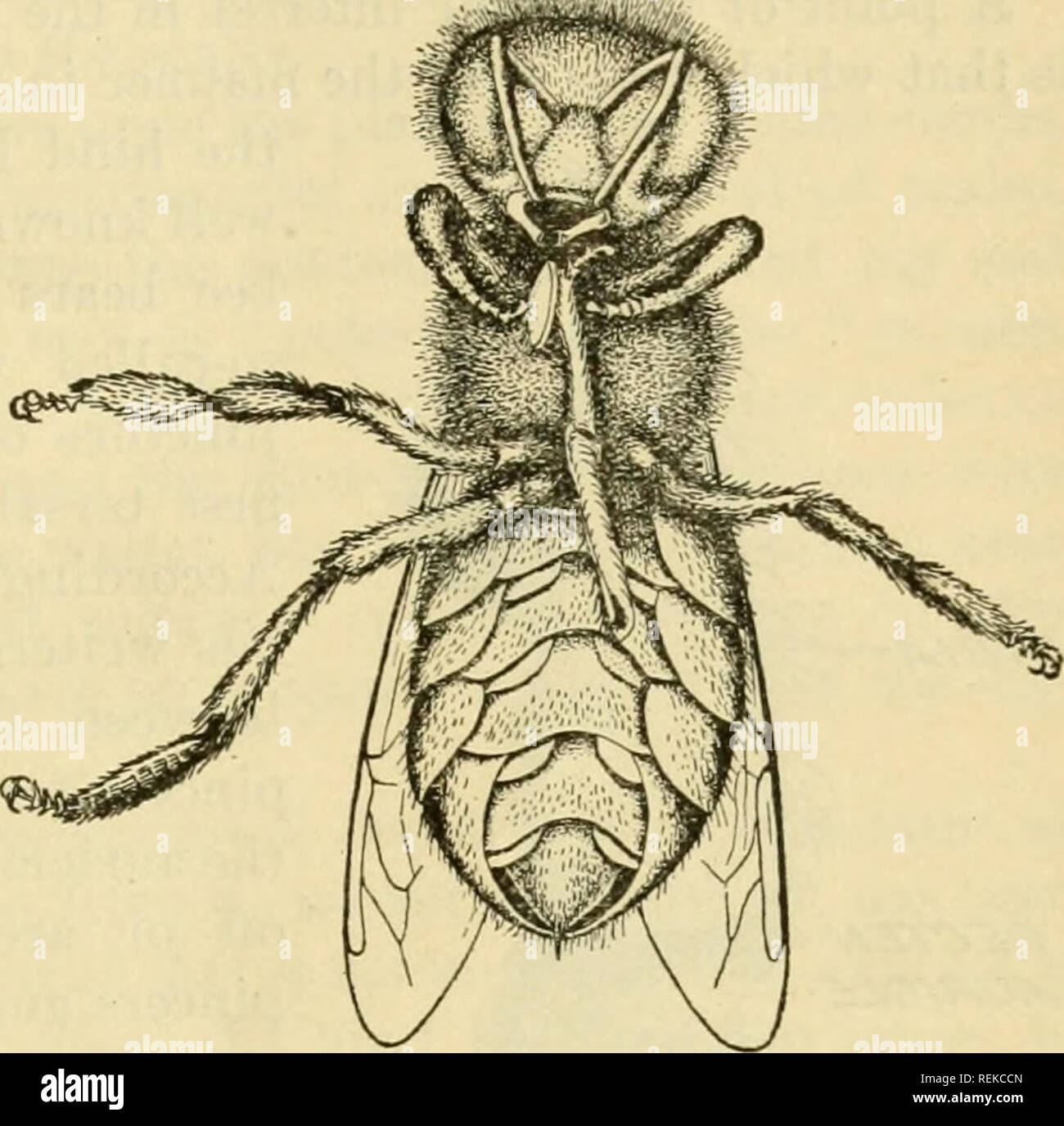 . Circular. Insect pests; Insect pests. MANIPULATION OF WAX SCALES OF ...