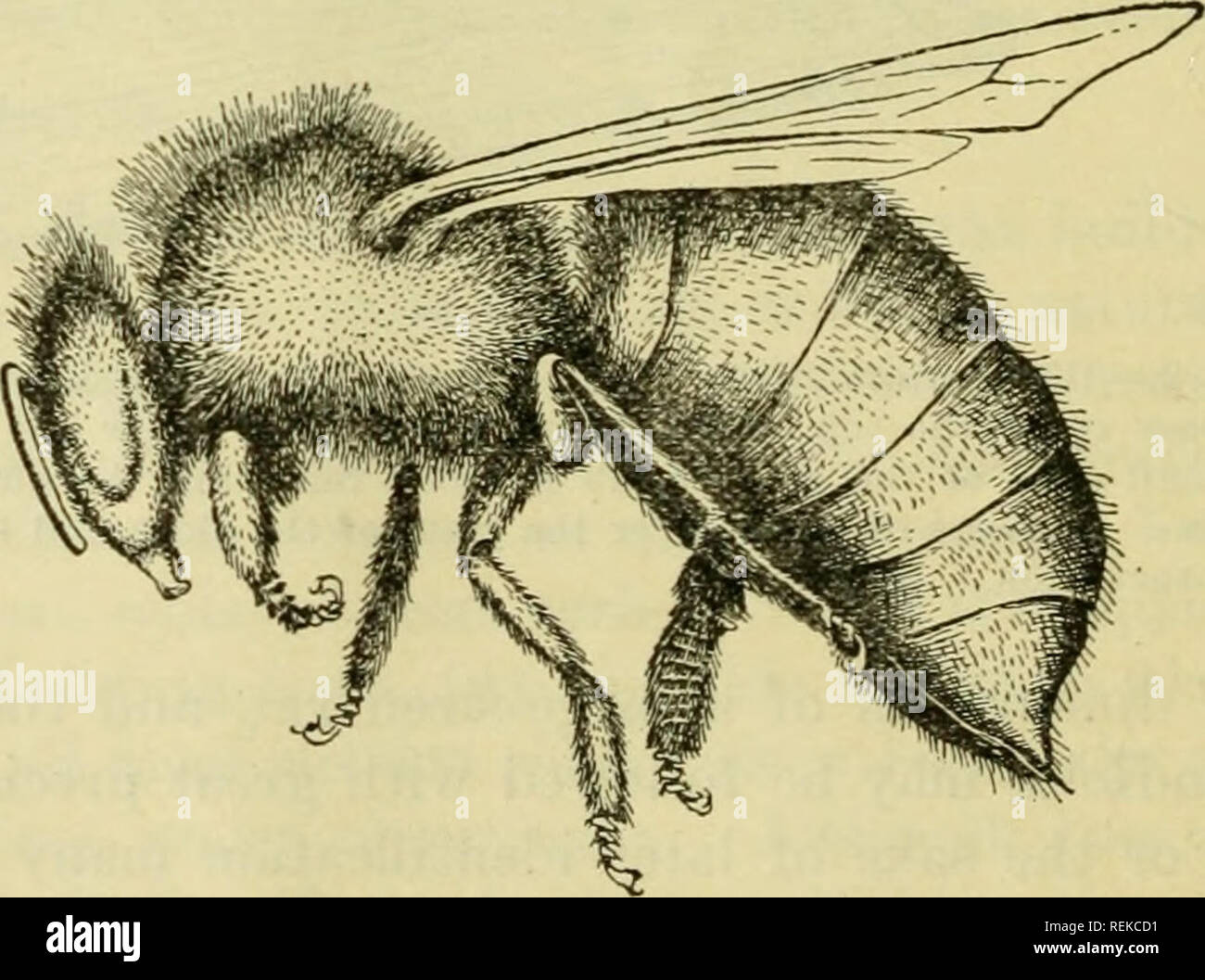 Bee wax scale hi-res stock photography and images - Alamy
