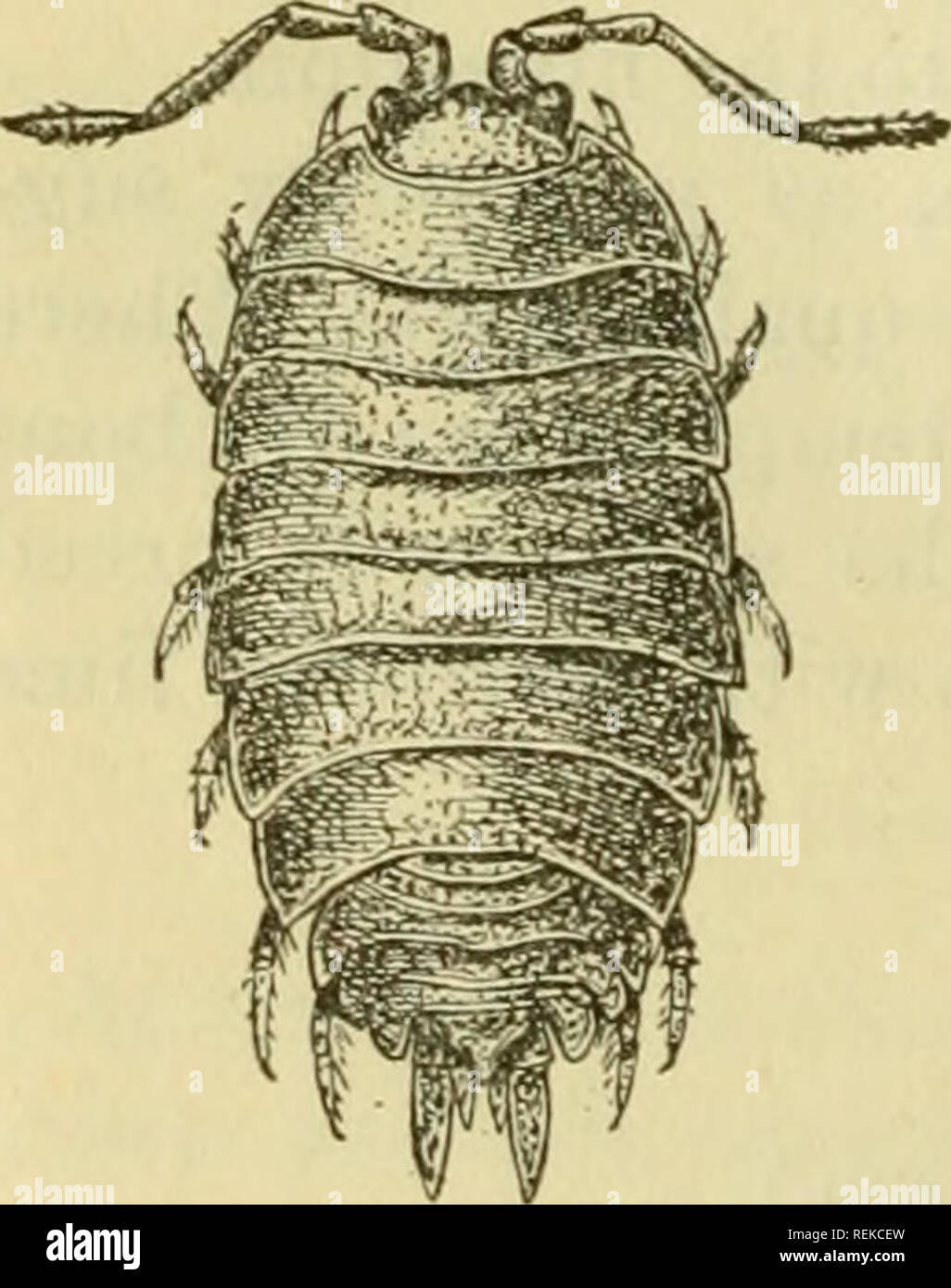 Sowbug Stock Photos & Sowbug Stock Images - Alamy