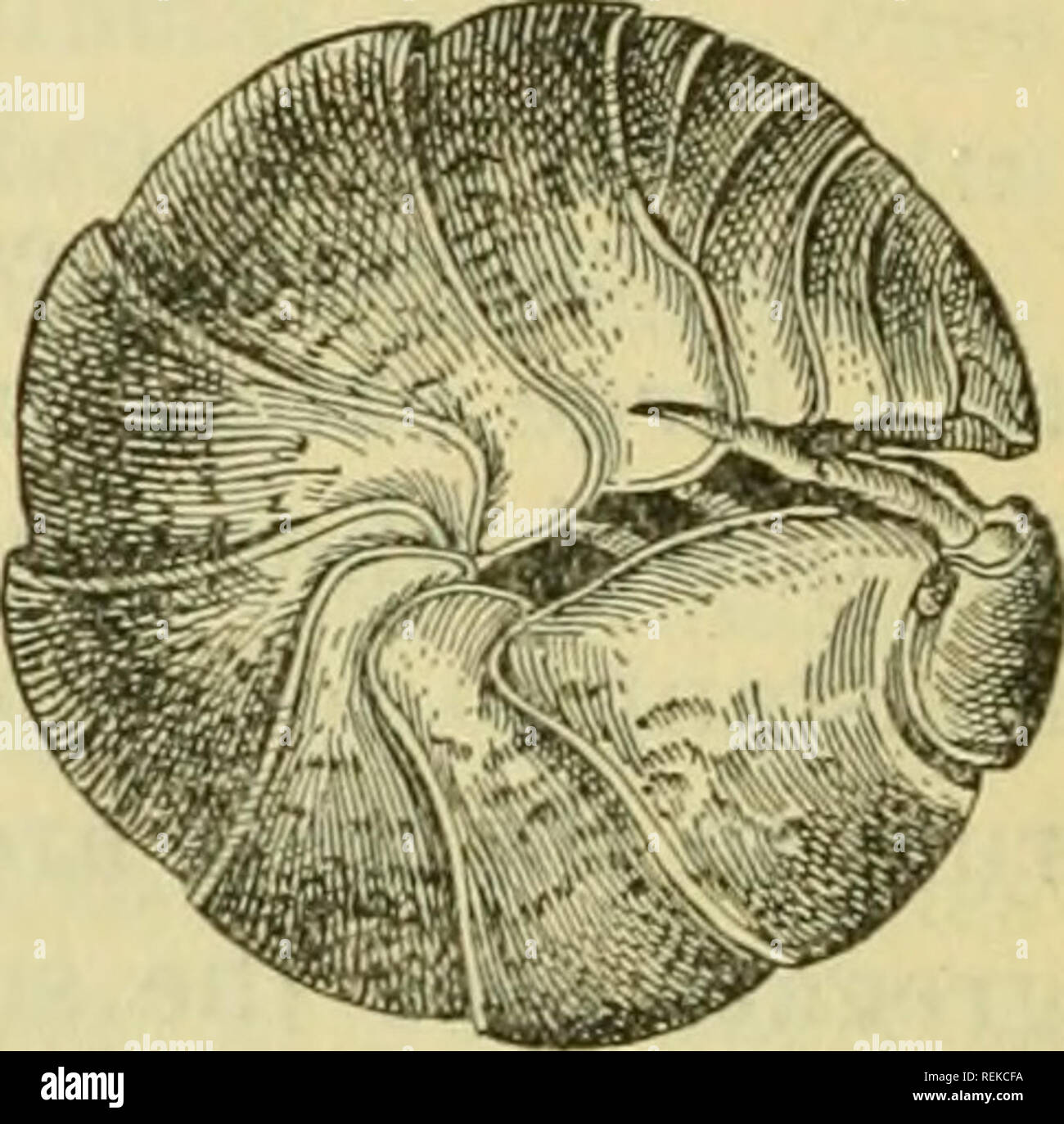 . Circular. Insect pests; Insect pests. Fig. 5.—The greenhouse pillbng ...