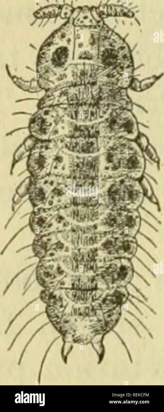 . Circular. Insect pests; Insect pests. 6 INSECTS INJUKIOUS TO ...