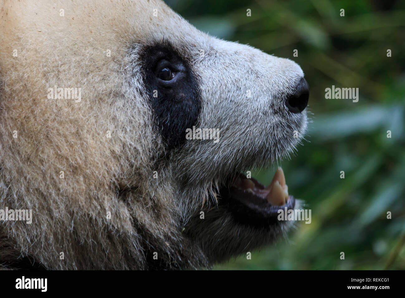 Close up of a Giant Panda (Ailuropoda melanoleuca) in Chengdu - Sichuan ...