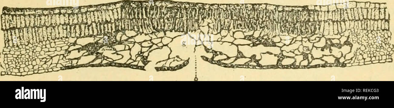 . Circular. Insect pests; Insect pests. Fig. 2.—Leaf gall, in cross ...