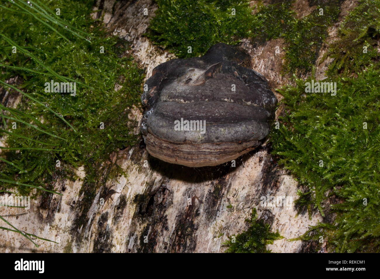Inonotus obliquus hi-res stock photography and images - Alamy