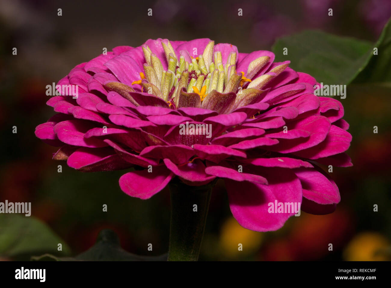 Beautiful zinnia with magenta petals is growing on a green meadow ...
