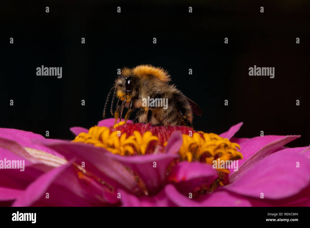 Honeybee is gathering pollen from a zinnia flower. Animals in wildlife ...