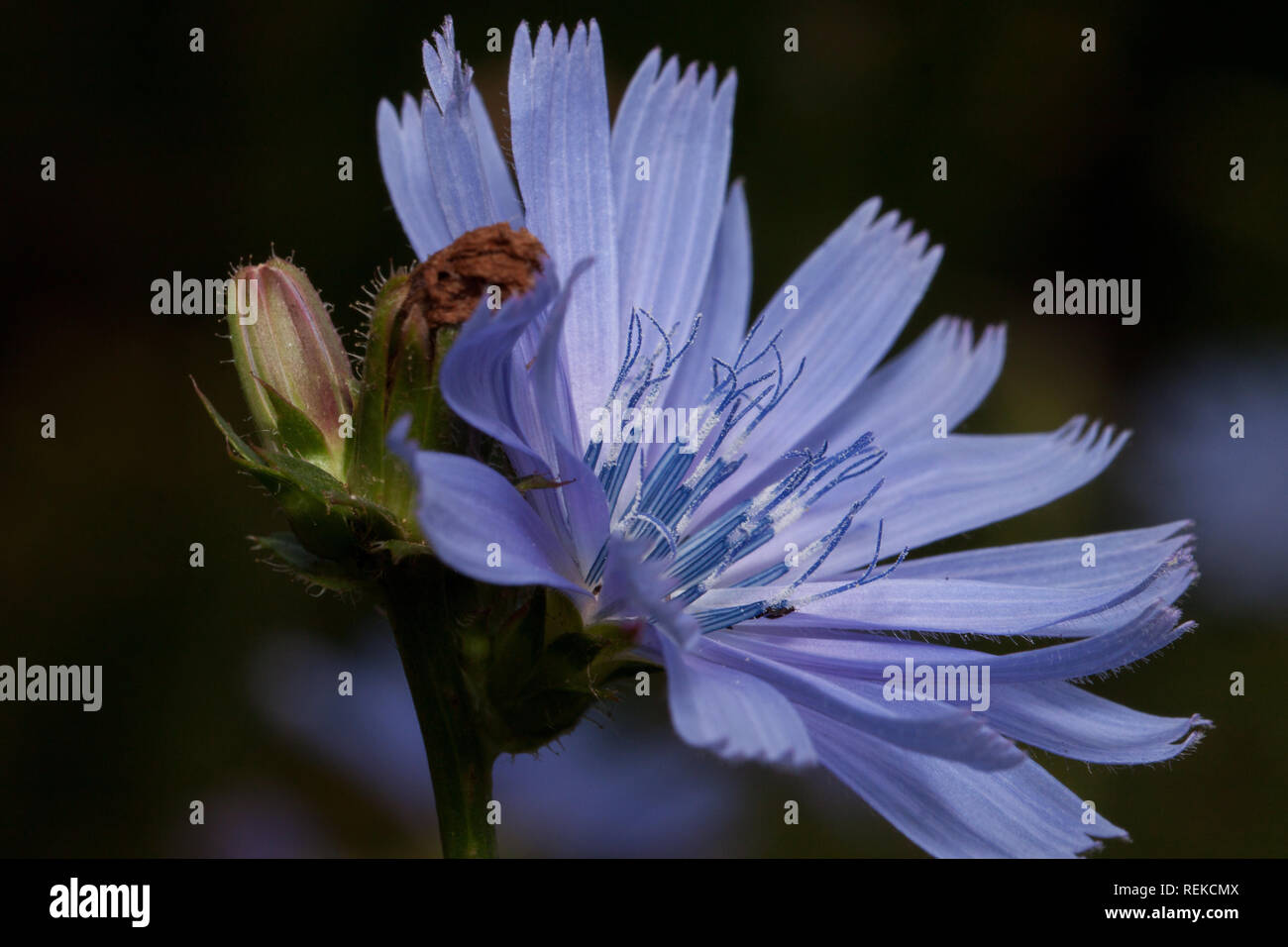 Beautiful succory flower is growing on a spring meadow. Close up. Live ...
