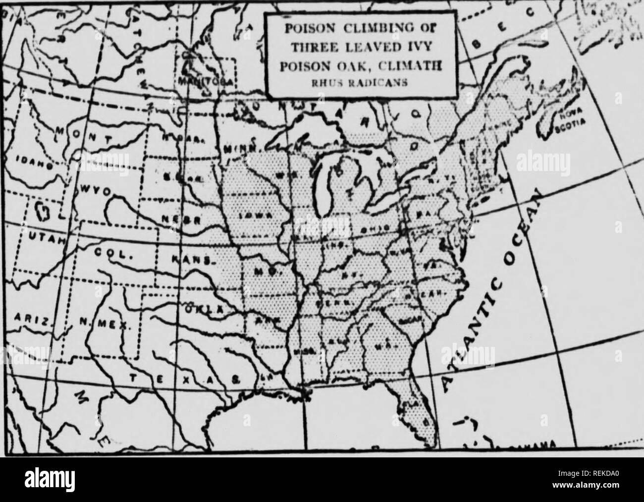 Eastern poison ivy Black and White Stock Photos & Images - Alamy