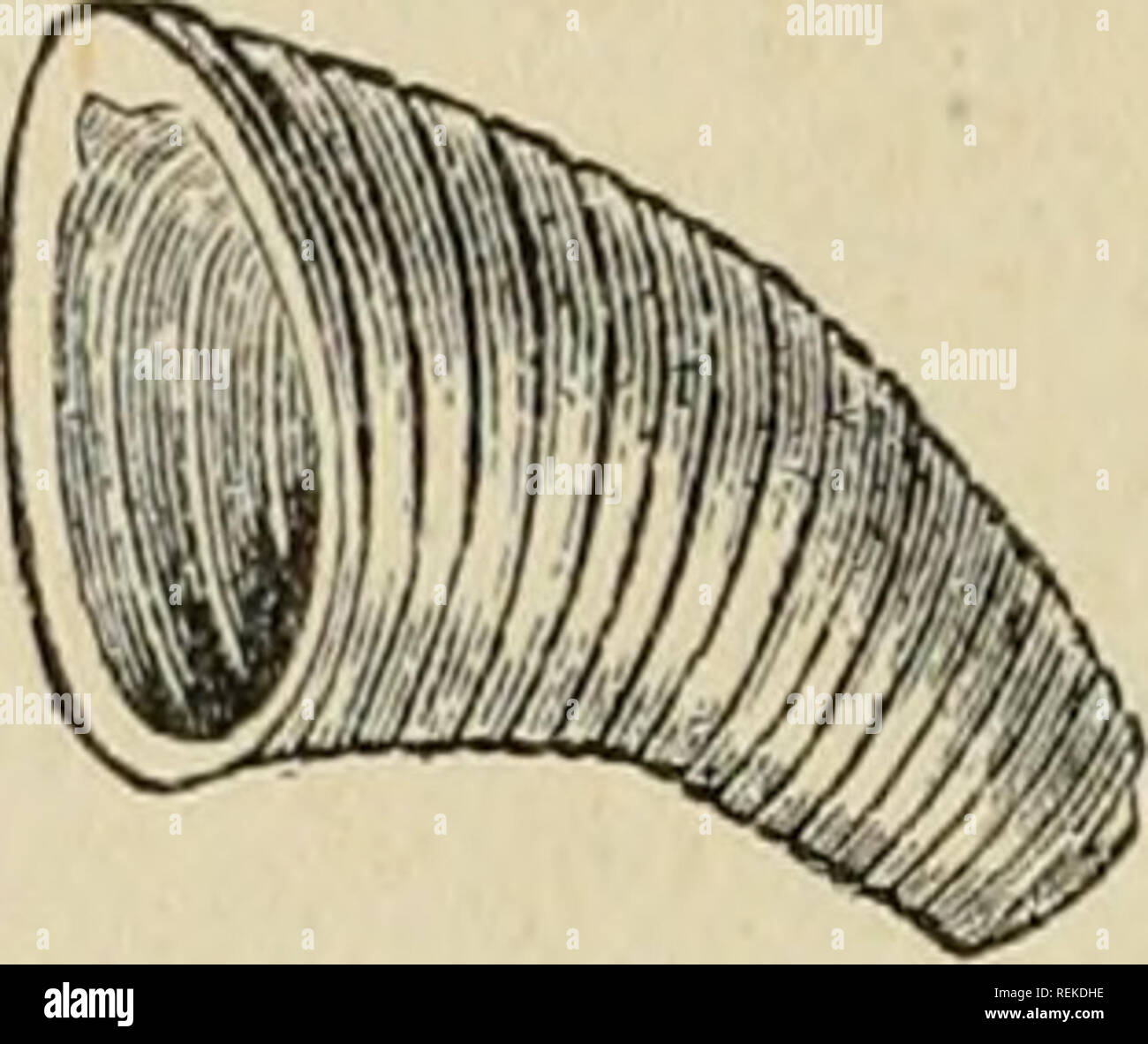 Cyrtoceras High Resolution Stock Photography and Images - Alamy