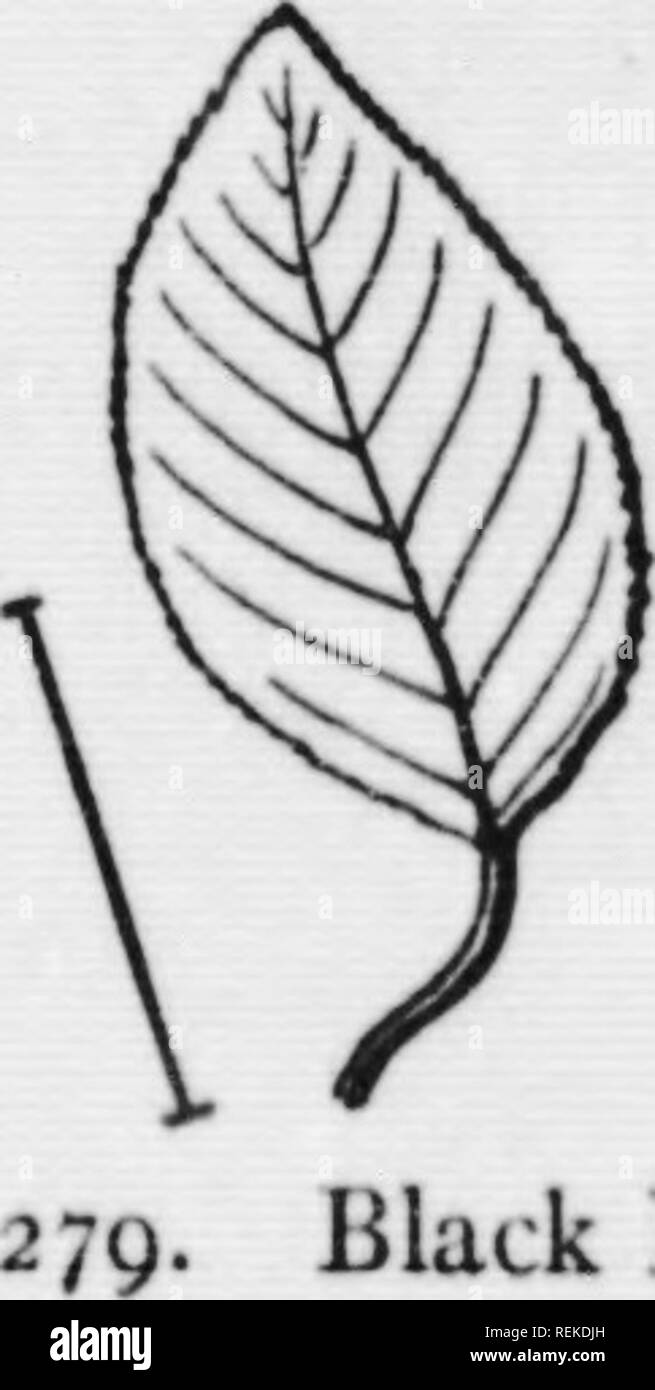 . Illustrated key to the wild and commonly cultivated trees of the ...