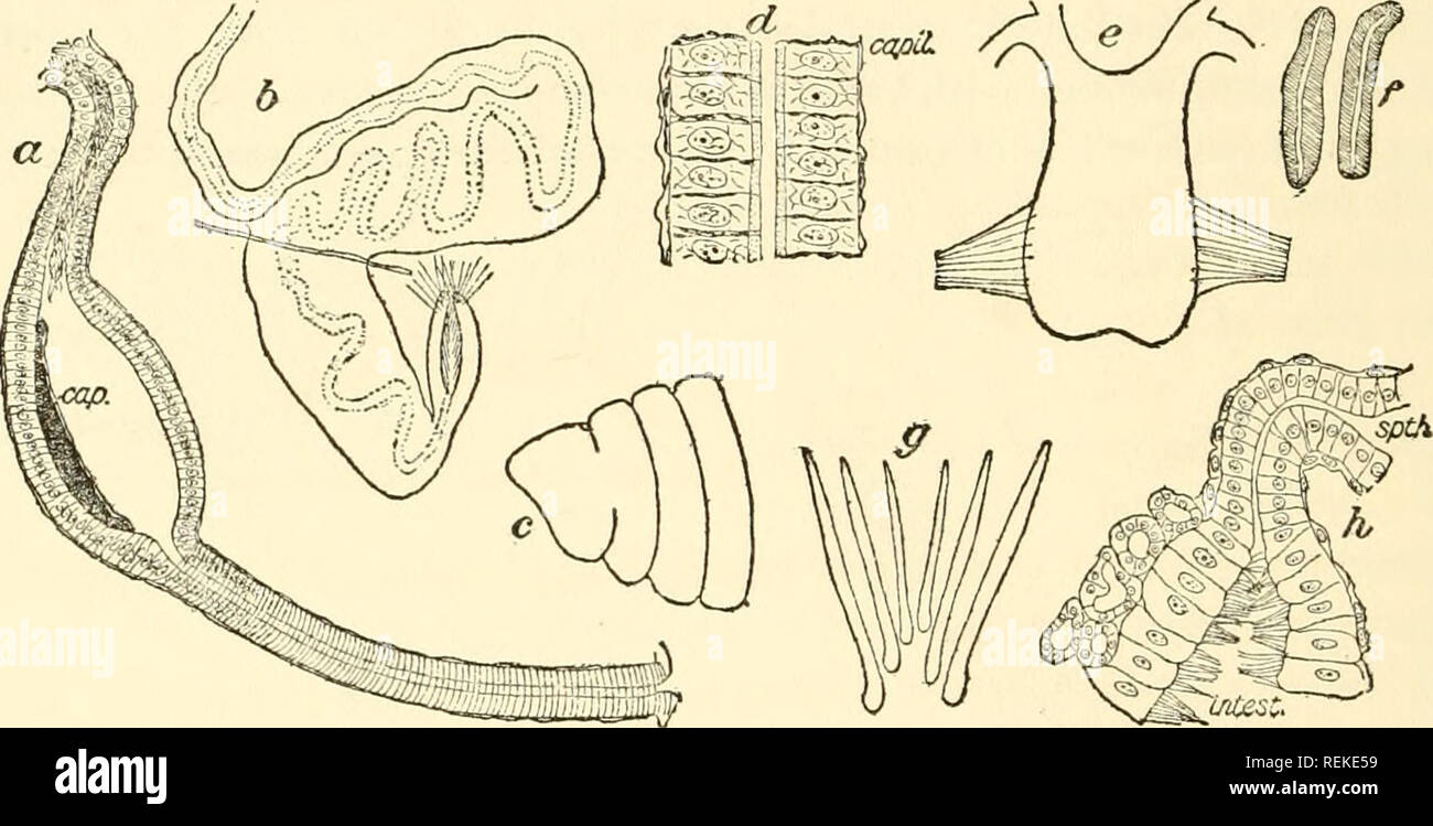 . Enchytræidæ of the west coast of North America. Enchytraeidae ...