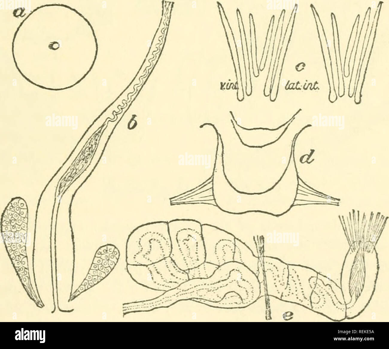 . Enchytræidæ of the west coast of North America. Enchytraeidae ...