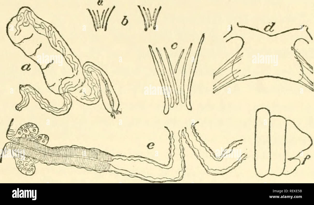 . Enchytræidæ of the west coast of North America. Enchytraeidae ...