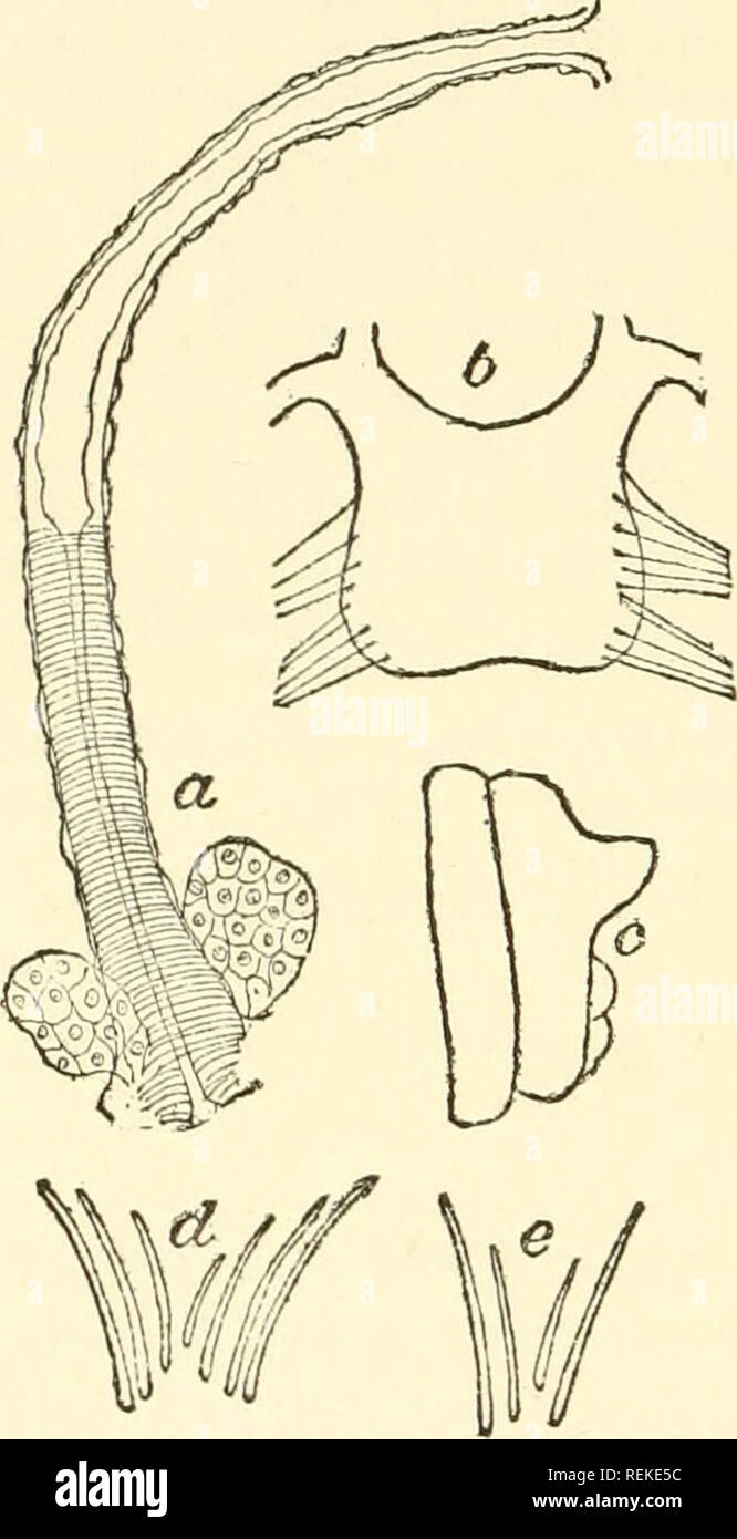 Annelida eisen hi-res stock photography and images - Alamy