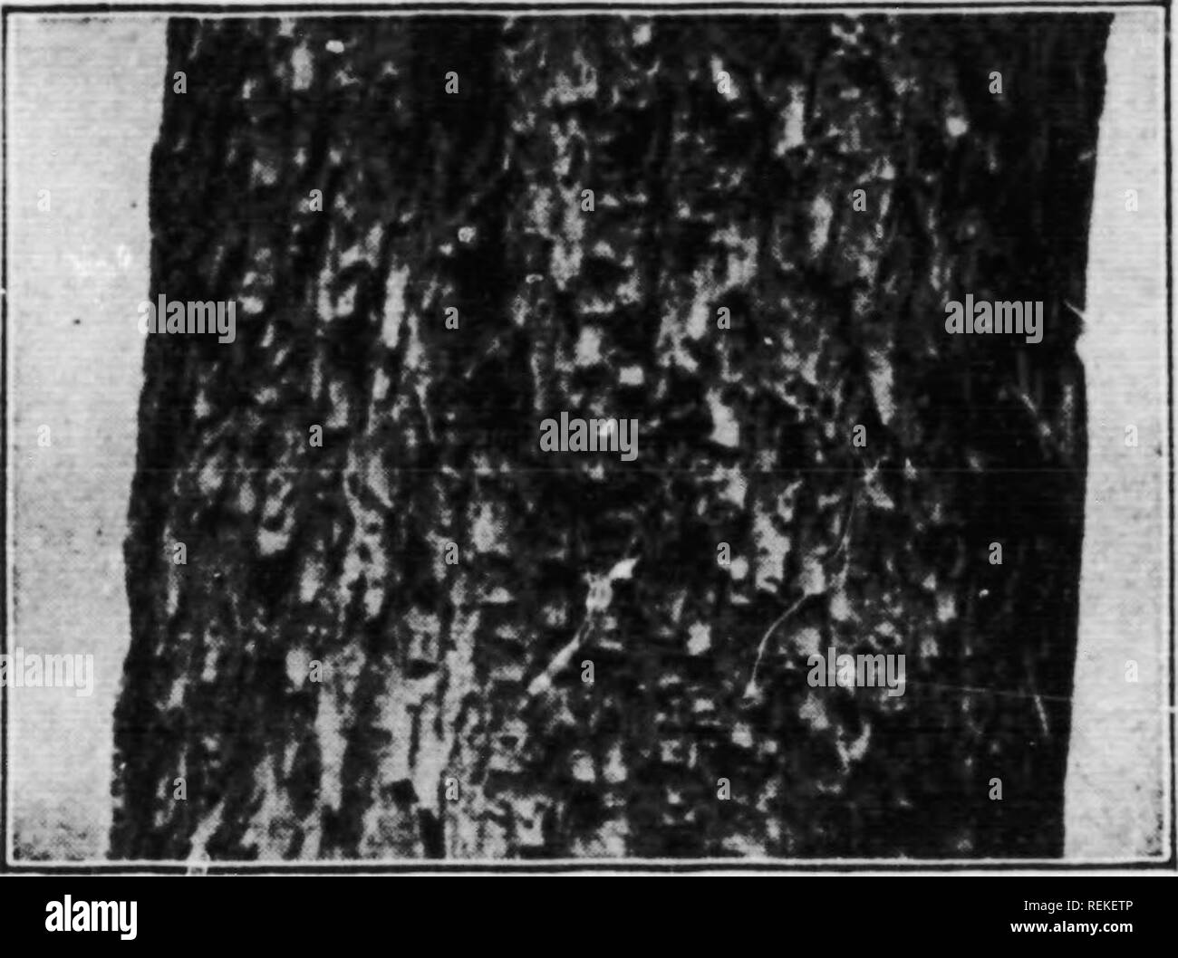 Sidr tree hi-res stock photography and images - Alamy