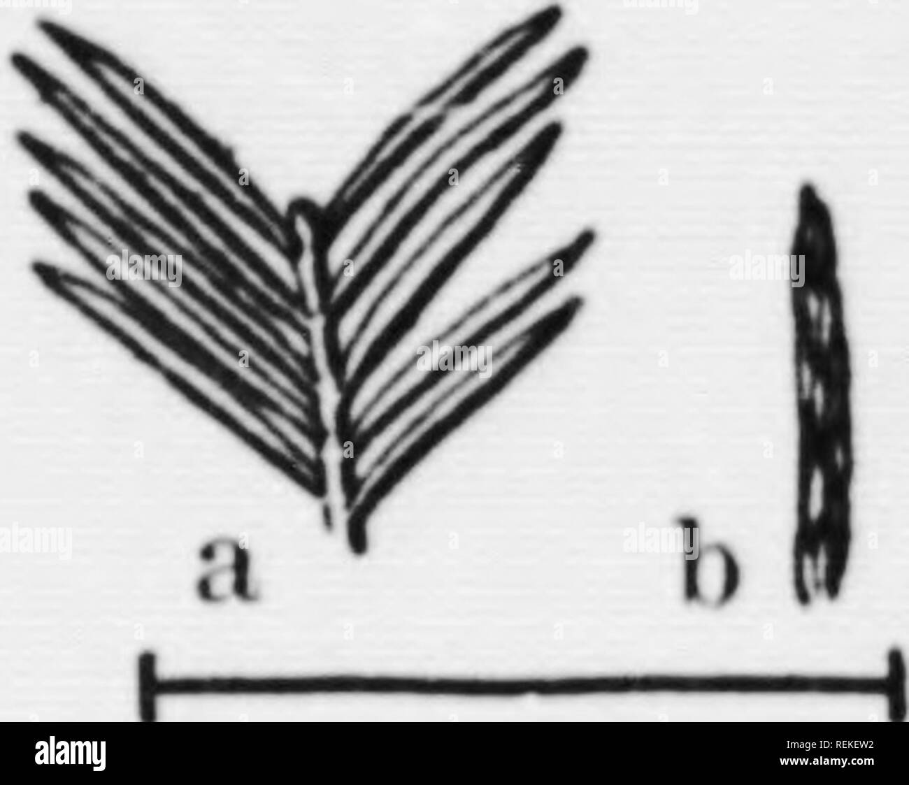 Sidr tree Black and White Stock Photos & Images - Alamy