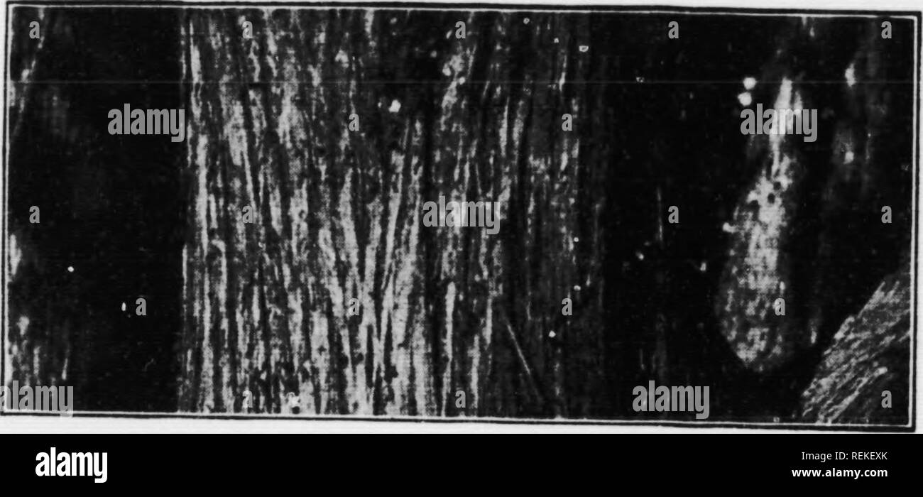 Awl leaf Black and White Stock Photos & Images - Alamy