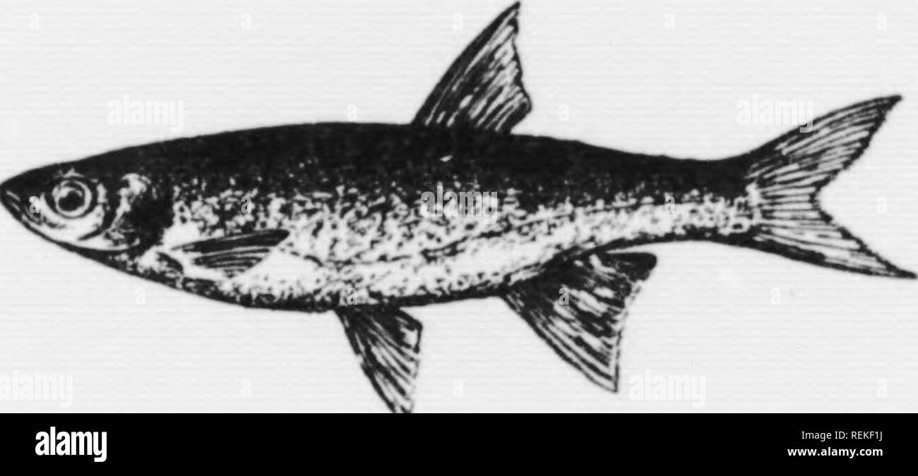 Smallmouth bass fish Black and White Stock Photos & Images - Alamy
