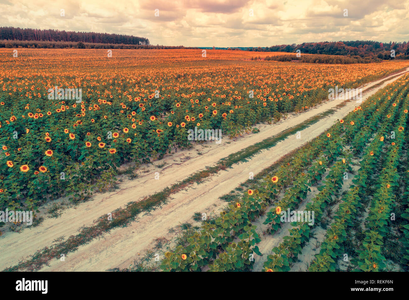 Aerial view of dirt road through landscape with meadow hi-res stock ...