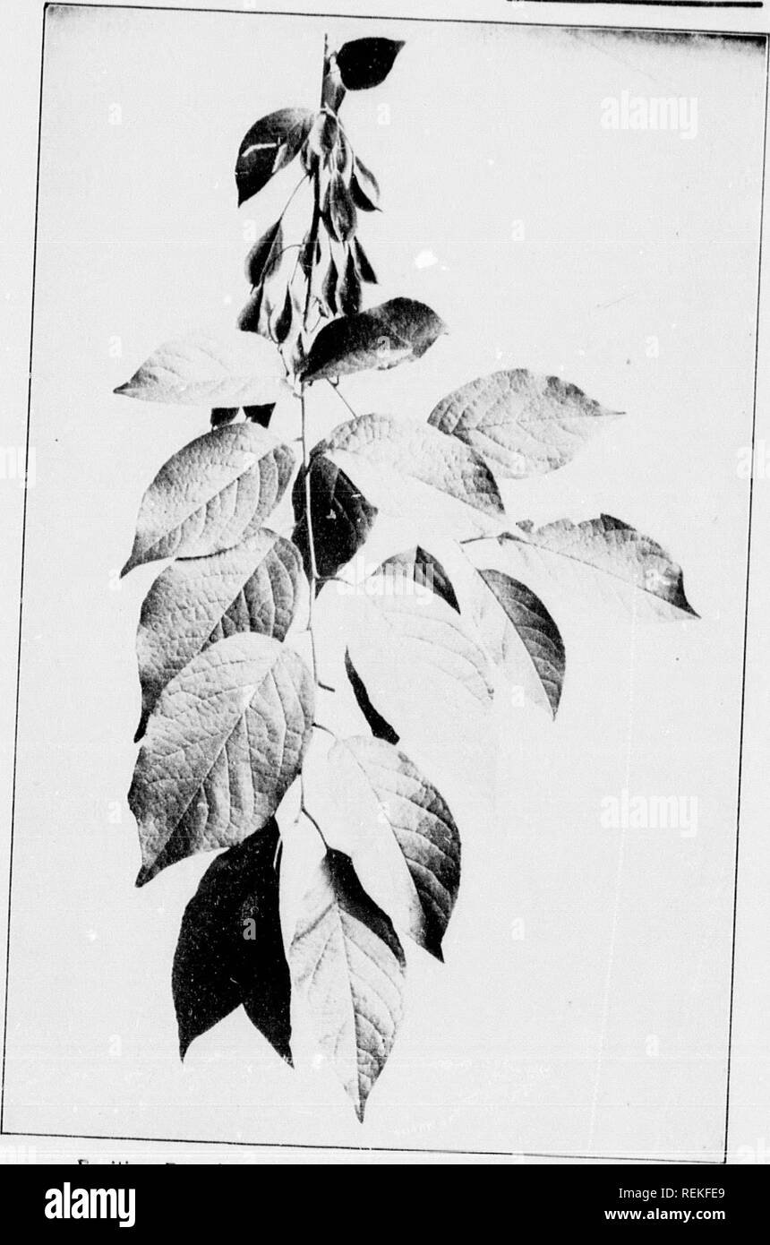 Tall broad rounded tree Black and White Stock Photos & Images - Alamy