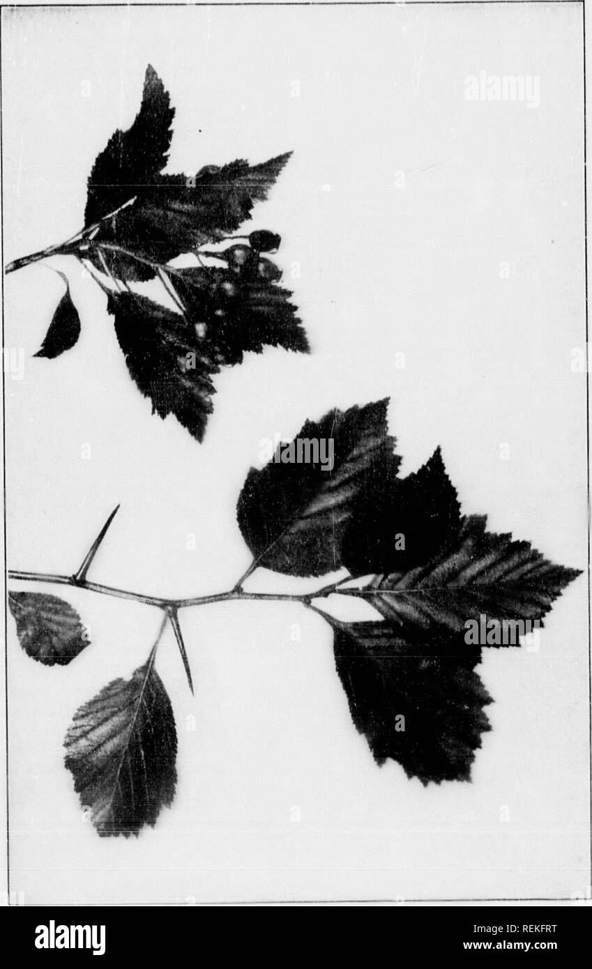 Native american recognition Black and White Stock Photos & Images - Alamy