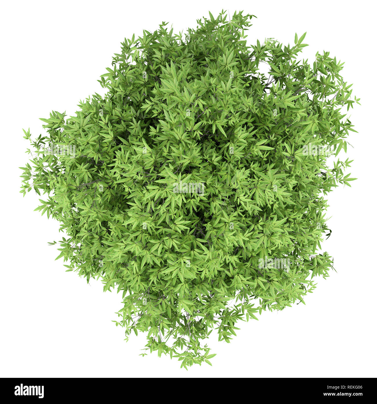 mango tree isolated on white background. top view. 3d illustration ...