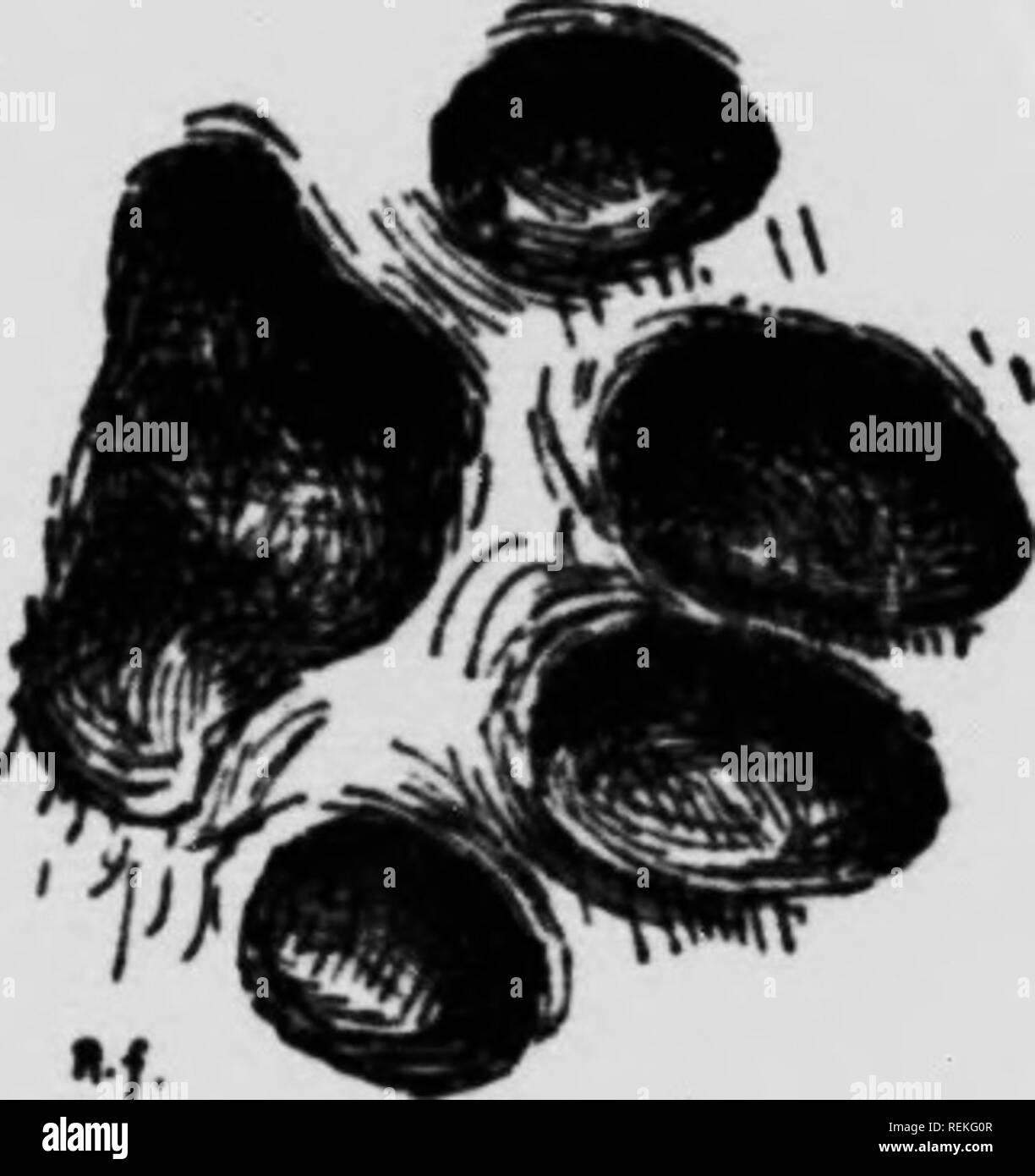 Lynx lynx group family hi-res stock photography and images - Alamy